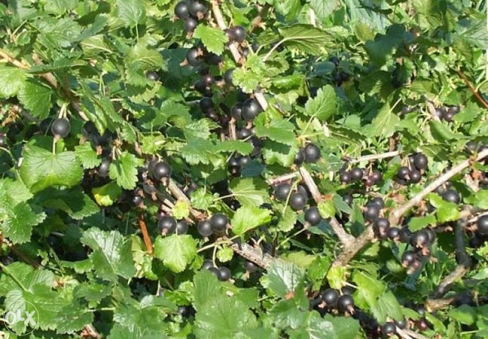 JOSTA,CRNA RIBIZLA,OGROZD - Sadnice - OLX.ba