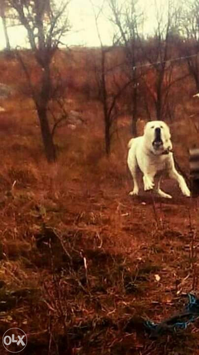 Azijat - Psi i Štenad - OLX.ba