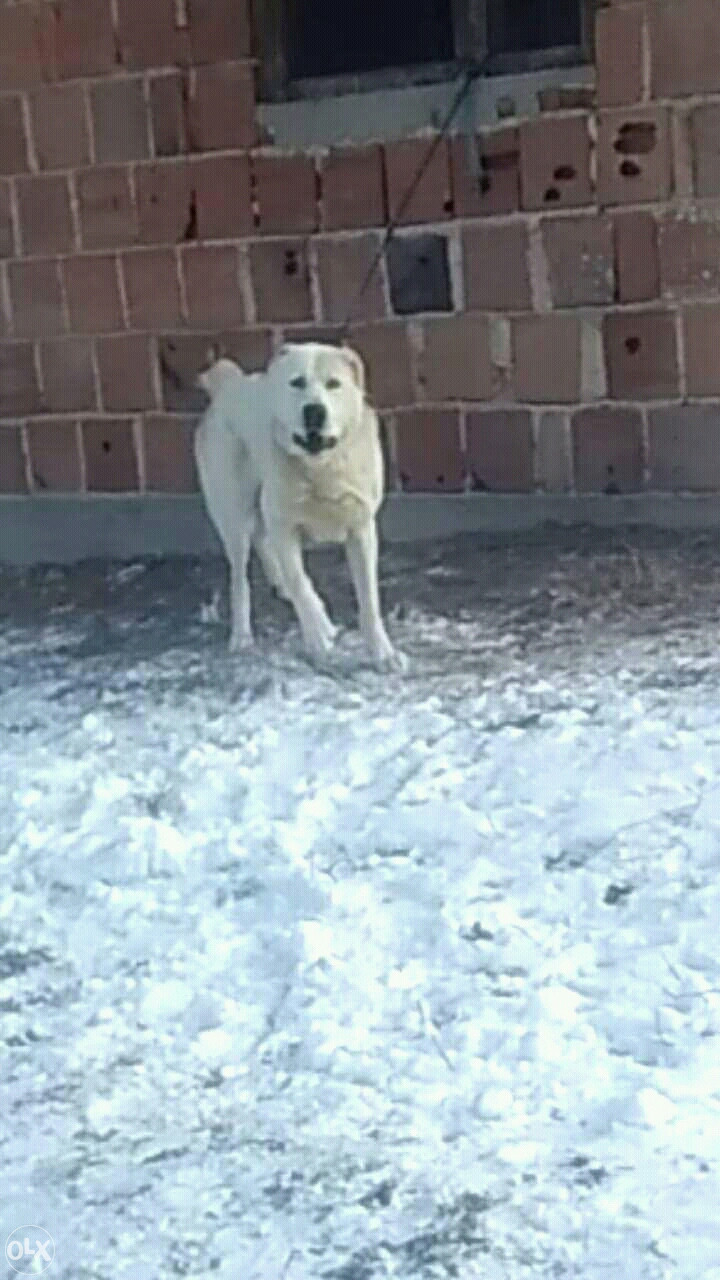 Azijat - Psi i Štenad - OLX.ba