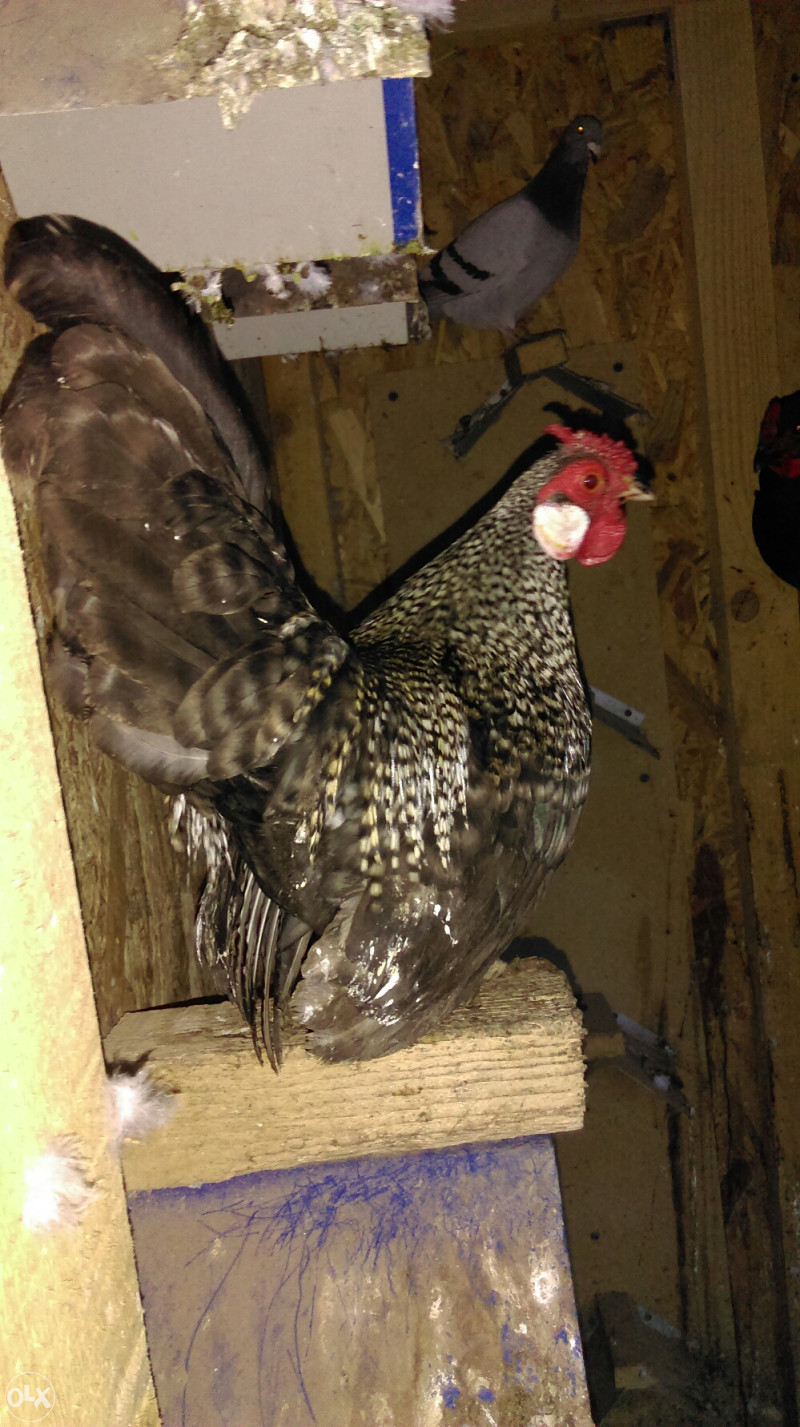 Bantam ukrasne koke - Kokoške - OLX.ba