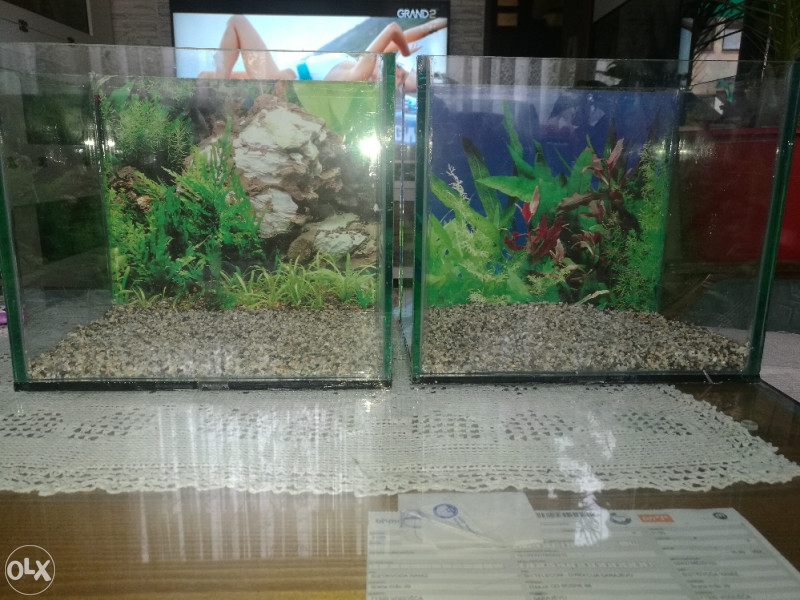 Akvarijum ribe - Akvarijumi - OLX.ba