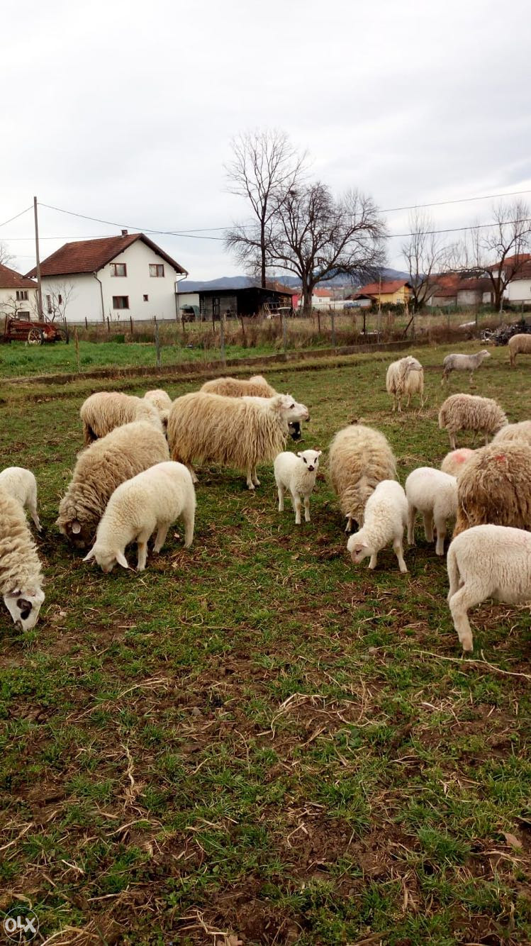 Ovce/ Janjad za razanj/ Kurban - Ovce - OLX.ba