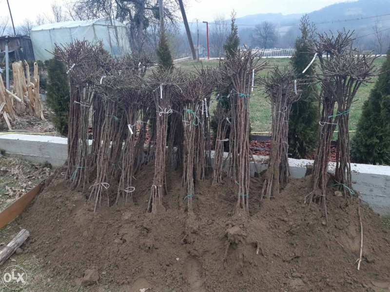 Ruze stablasice na veliko - Sadnice - OLX.ba