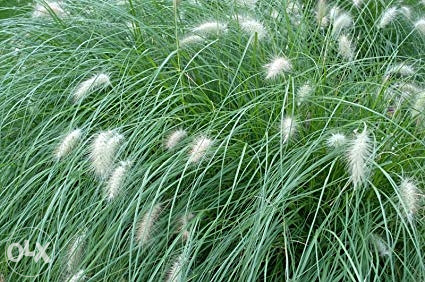 Ukrasna trava Pennisetum - Biljke i cvijeće - OLX.ba