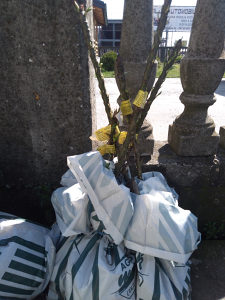 STUBASTE JABUKE KALEM - Moj dom - Sadnice - Bijeljina - OLX.ba