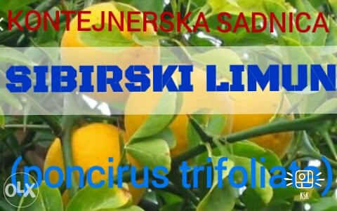 SIBIRSKI LIMUN pakovane sadnice - Sadnice - OLX.ba