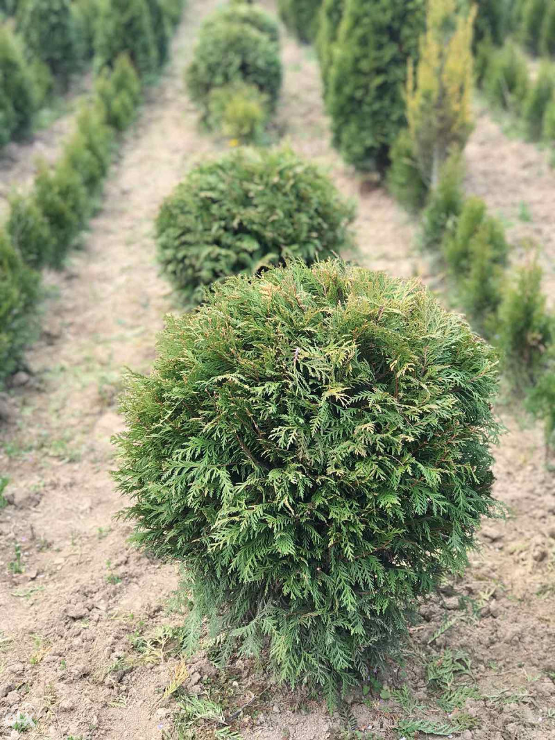 Thuja-Tuja Globoza, okrugla, loptaste tuje sadnice - Sadnice - OLX.ba