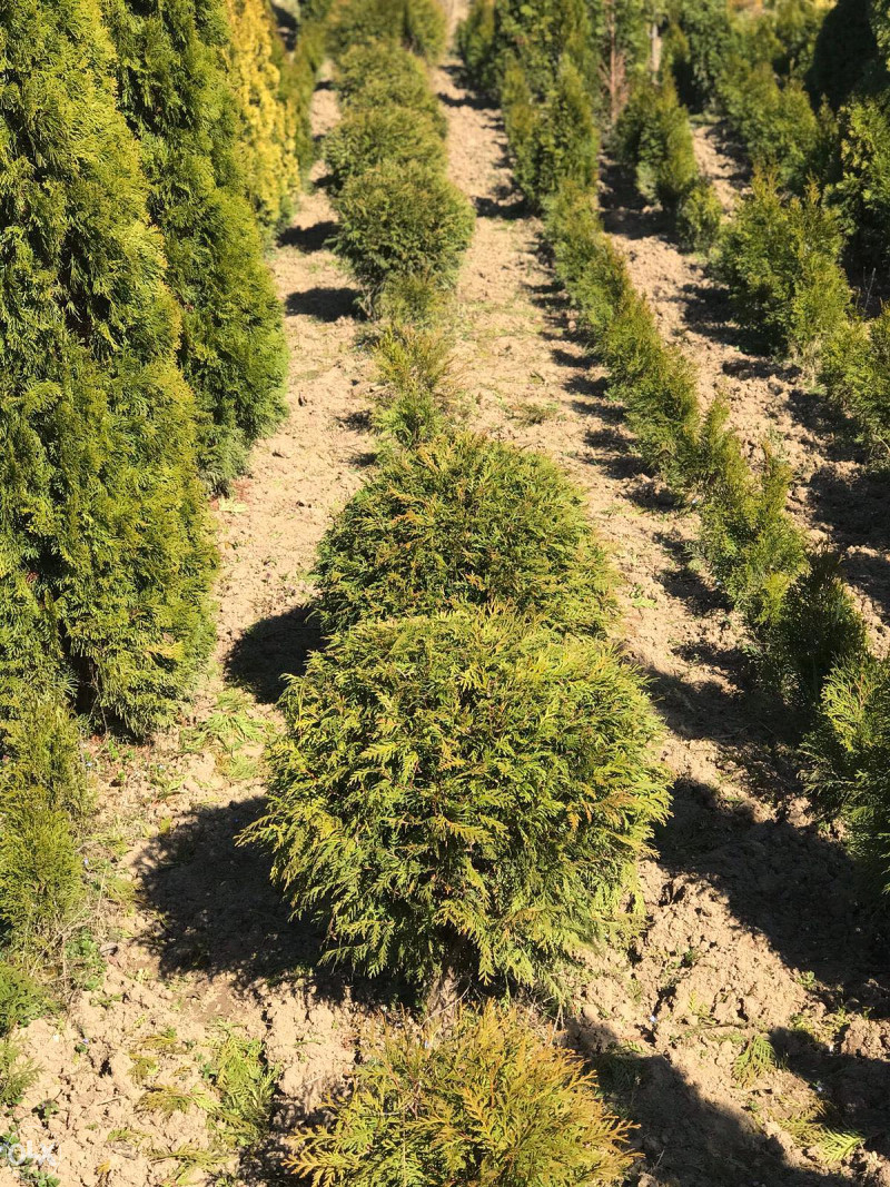Thuja-Tuja Globoza, okrugla, loptaste tuje sadnice - Sadnice - OLX.ba