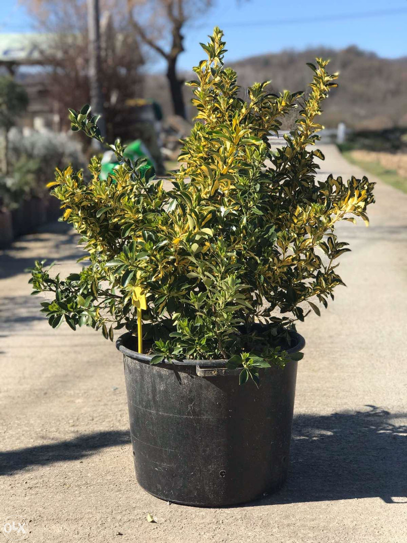 Euonymus-evonimus ukrasni zbun sadnice - Sadnice - OLX.ba