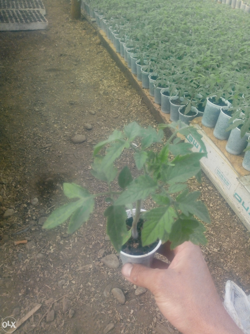 Pikirani hibridni rasad ,rasada , paradajz ,paprika ,kr - Sadnice - OLX.ba