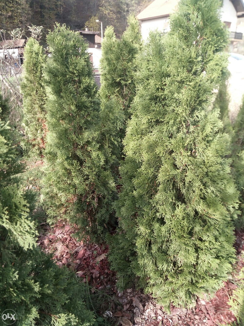 Cempresi, sadnice,humus- - Sadnice - OLX.ba