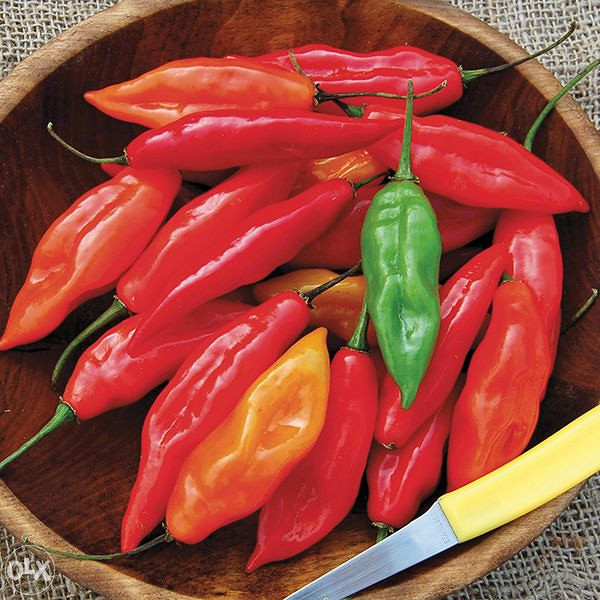 Habanero Maya Red Chilli, Chili, čili ~10+ sjemenki - Sjemena - OLX.ba