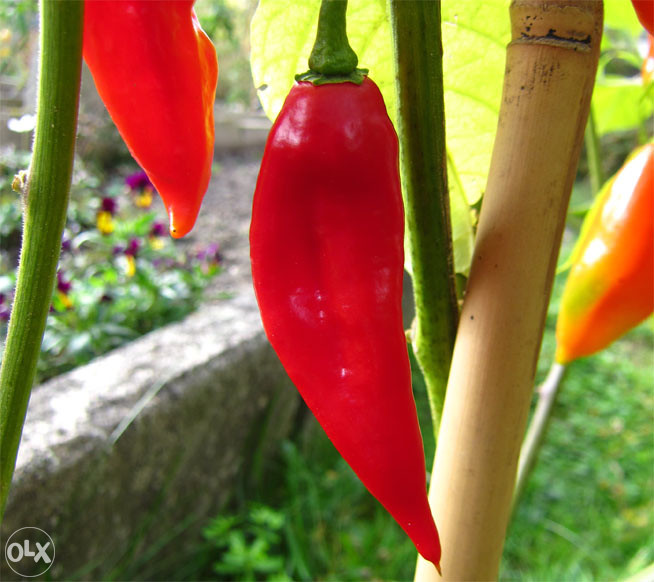 Habanero Maya Red Chilli, Chili, čili ~10+ sjemenki - Sjemena - OLX.ba