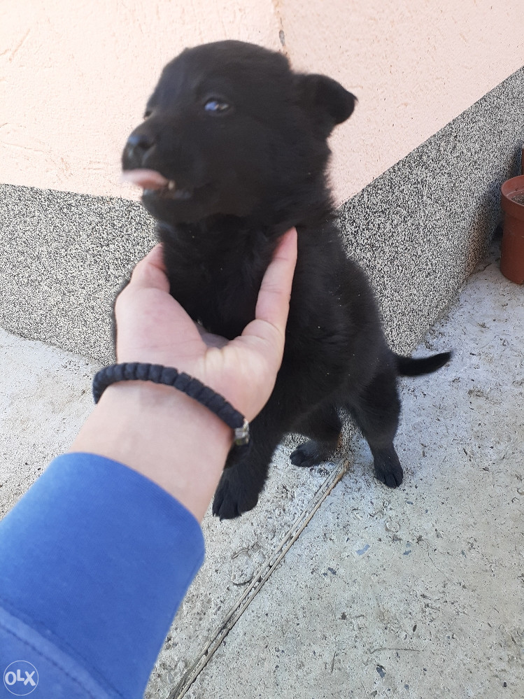 Poklanjam stene mjesanca pulina i terijera - Psi i Štenad - OLX.ba