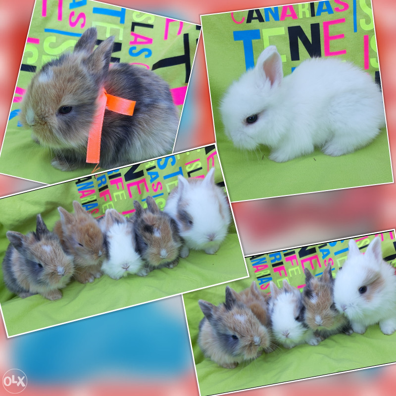 Patuljasti kunic kunici zeko zec zecevi lavlja glava - Kunići - OLX.ba