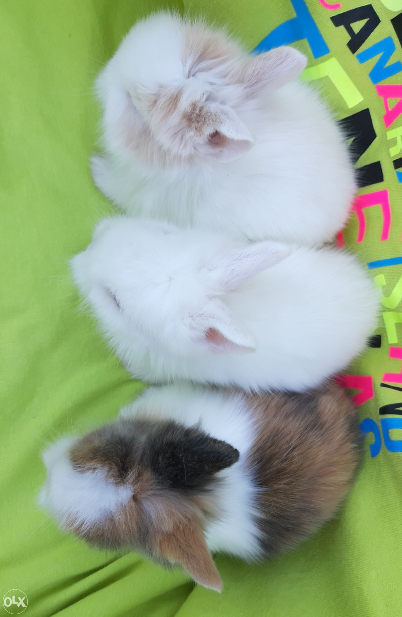 Patuljasti kunic kunici zeko zec zecevi lavlja glava - Kunići - OLX.ba