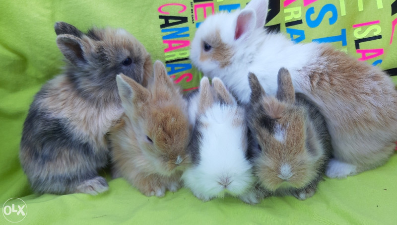 Patuljasti kunic kunici zeko zec zecevi lavlja glava - Kunići - OLX.ba