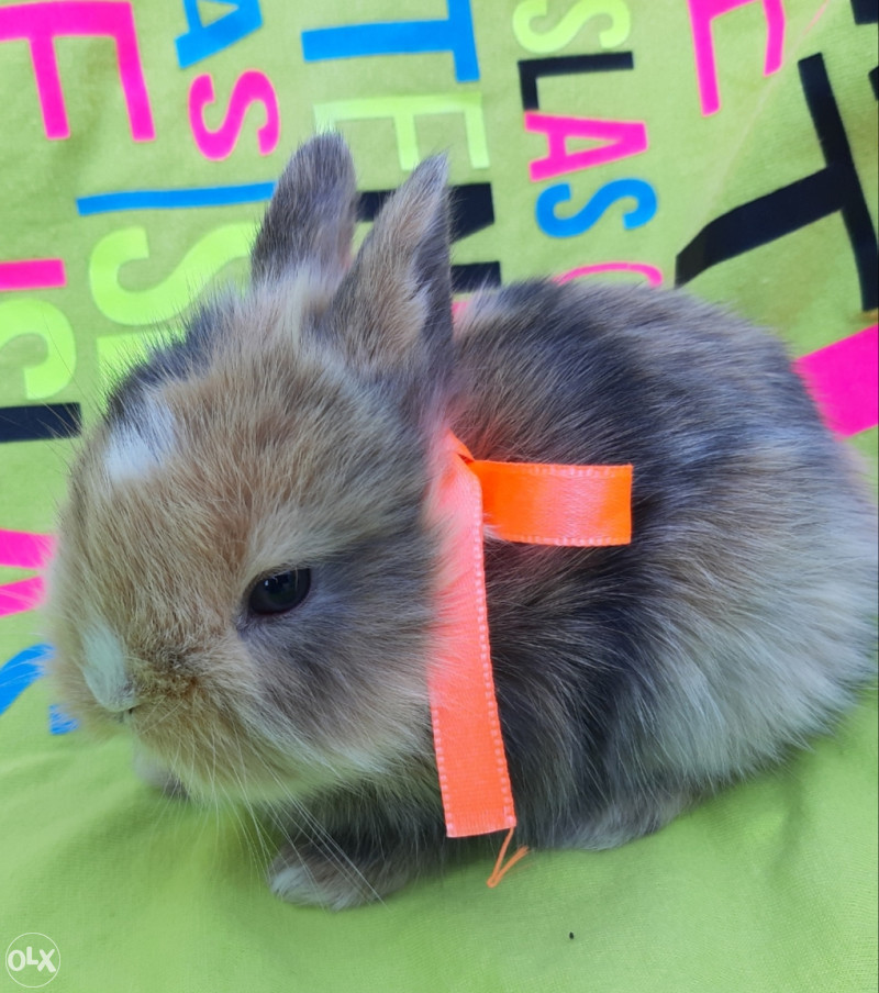 Patuljasti kunic kunici zeko zec zecevi lavlja glava - Kunići - OLX.ba