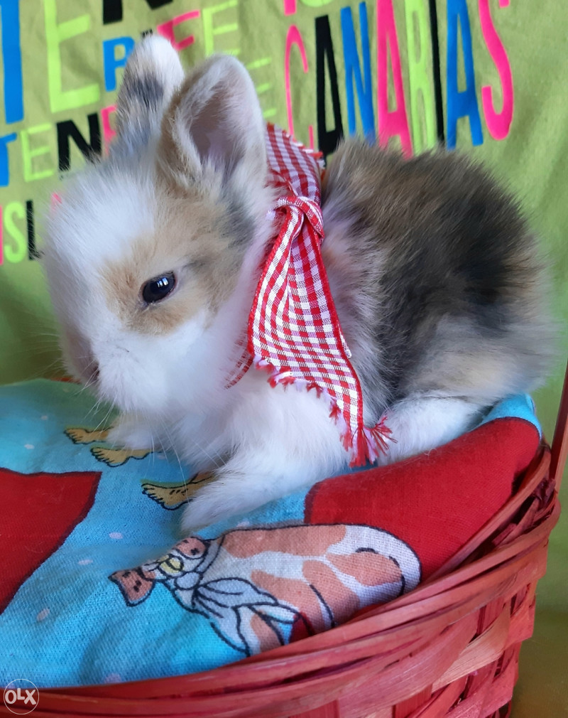 Patuljasti kunici lavlja glava kunic zec zeko zecevi - Kunići - OLX.ba
