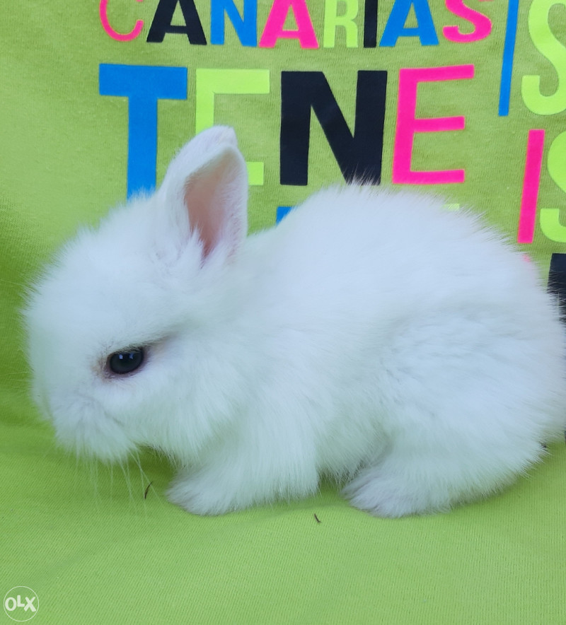 Patuljasti kunici lavlja glava kunic zec zeko zecevi - Kunići - OLX.ba