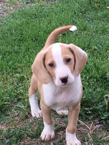 Lovački kerovi posavci mali - Životinje - Psi i Štenad - Žepče - OLX.ba