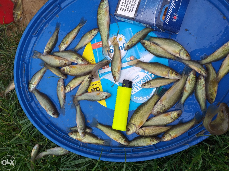 Linjak ribe poribljavanje ziva riba ribolov mladj - Ribe i morska hrana ...