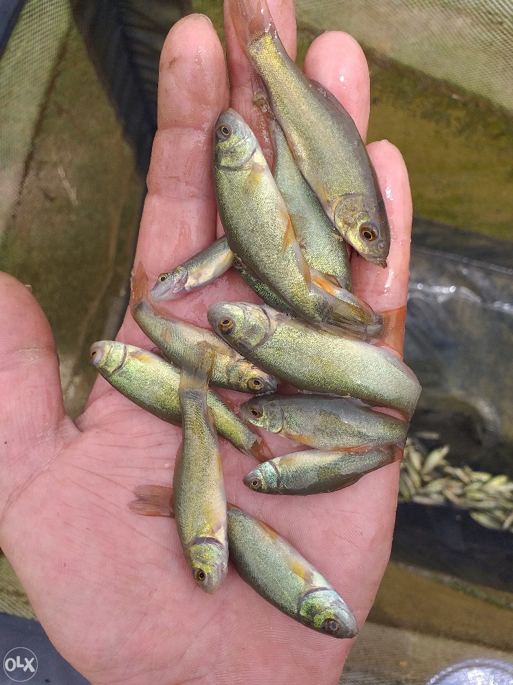 Linjak ribe poribljavanje ziva riba ribolov mladj - Ribe i morska hrana ...