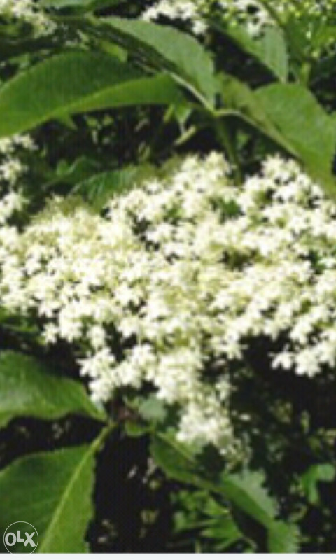 Zova bazga sadnice cvijet 3KM 065 986 568 - Sadnice - OLX.ba